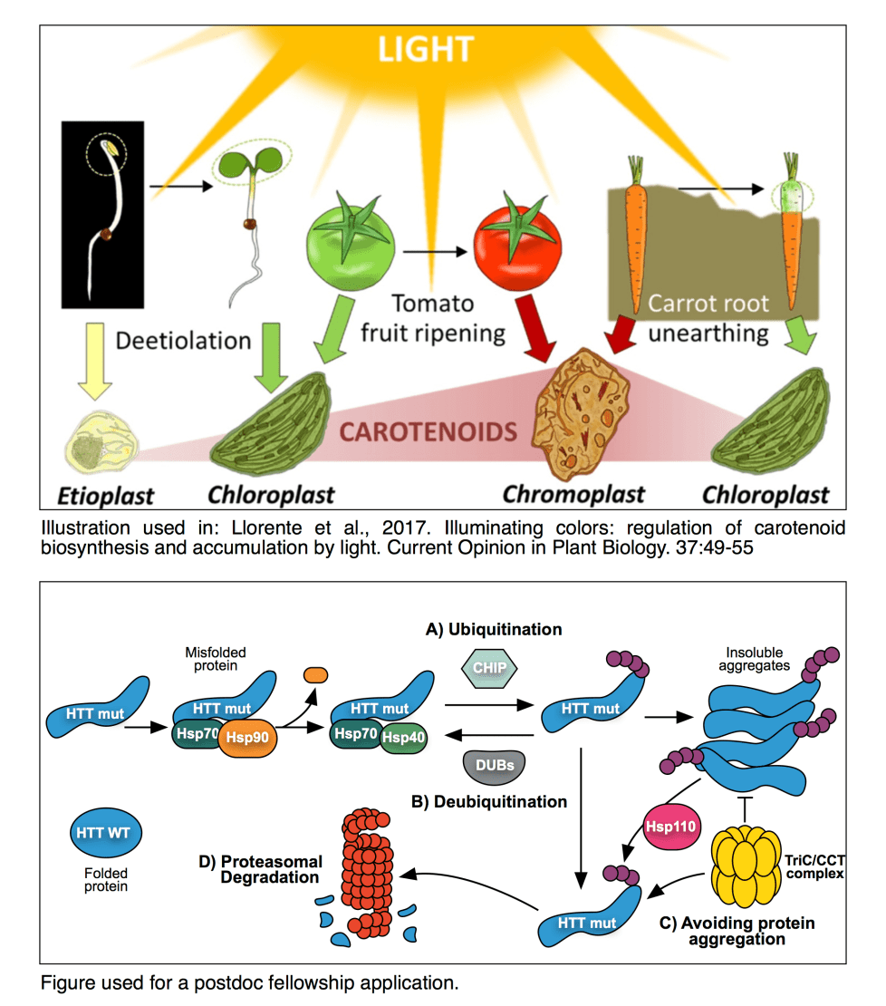 Commissions – Sketching Science